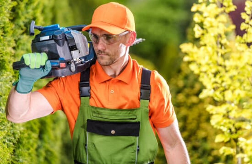 Tree Trimming Services Cost Average Prices In Canada